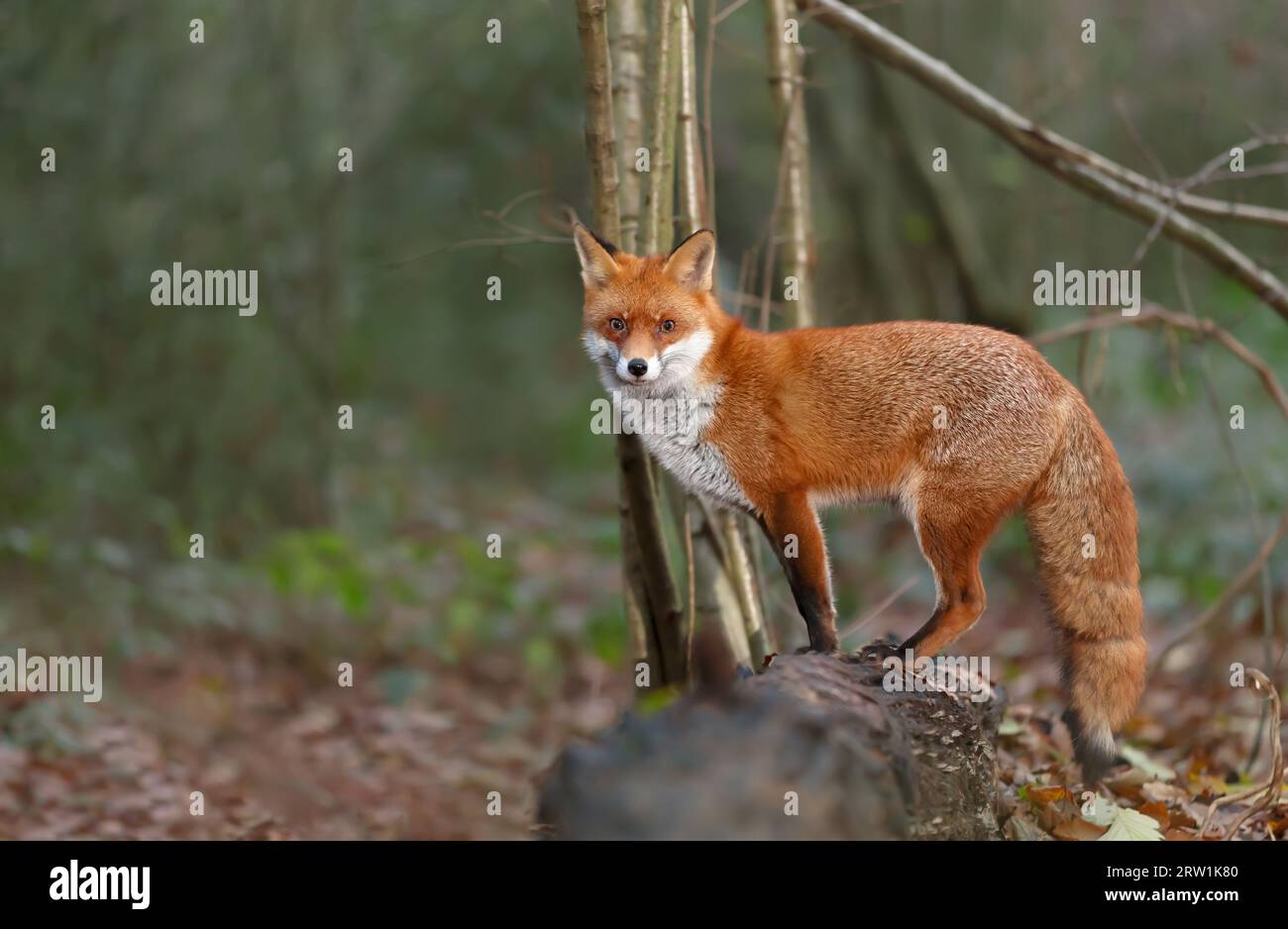 Red fox on a fallen tree hi-res stock photography and images - Alamy
