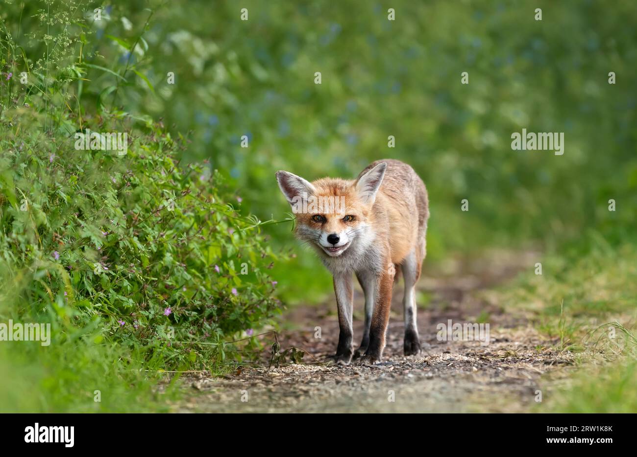Fox woods summer hi-res stock photography and images - Alamy