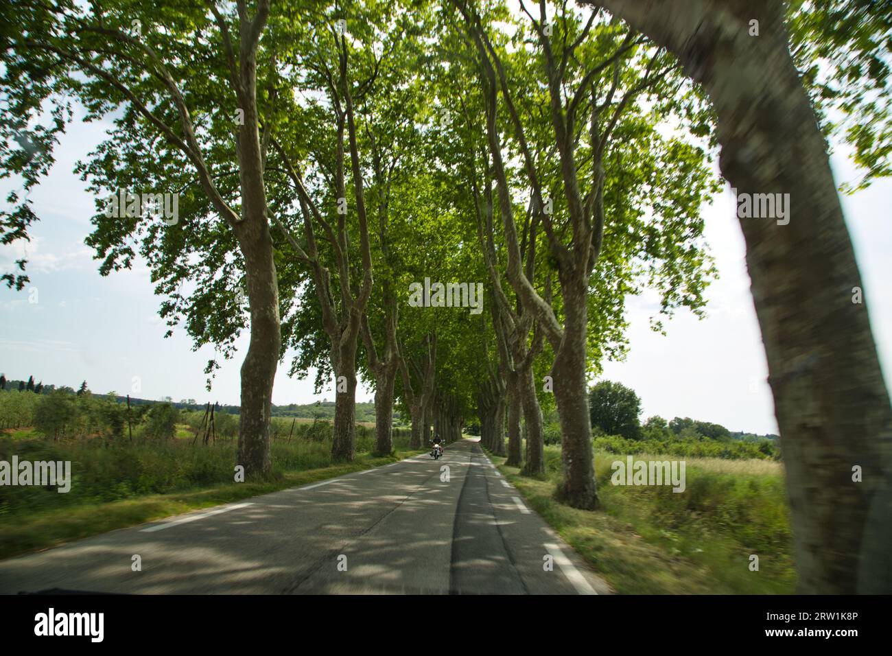 a drive by car through a green avenue in provence (france Stock Photo ...