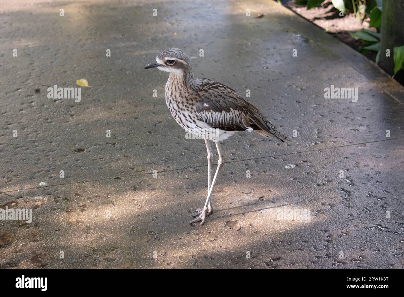 The bush stone curlew has grey-brown feathers with black streaks, a ...