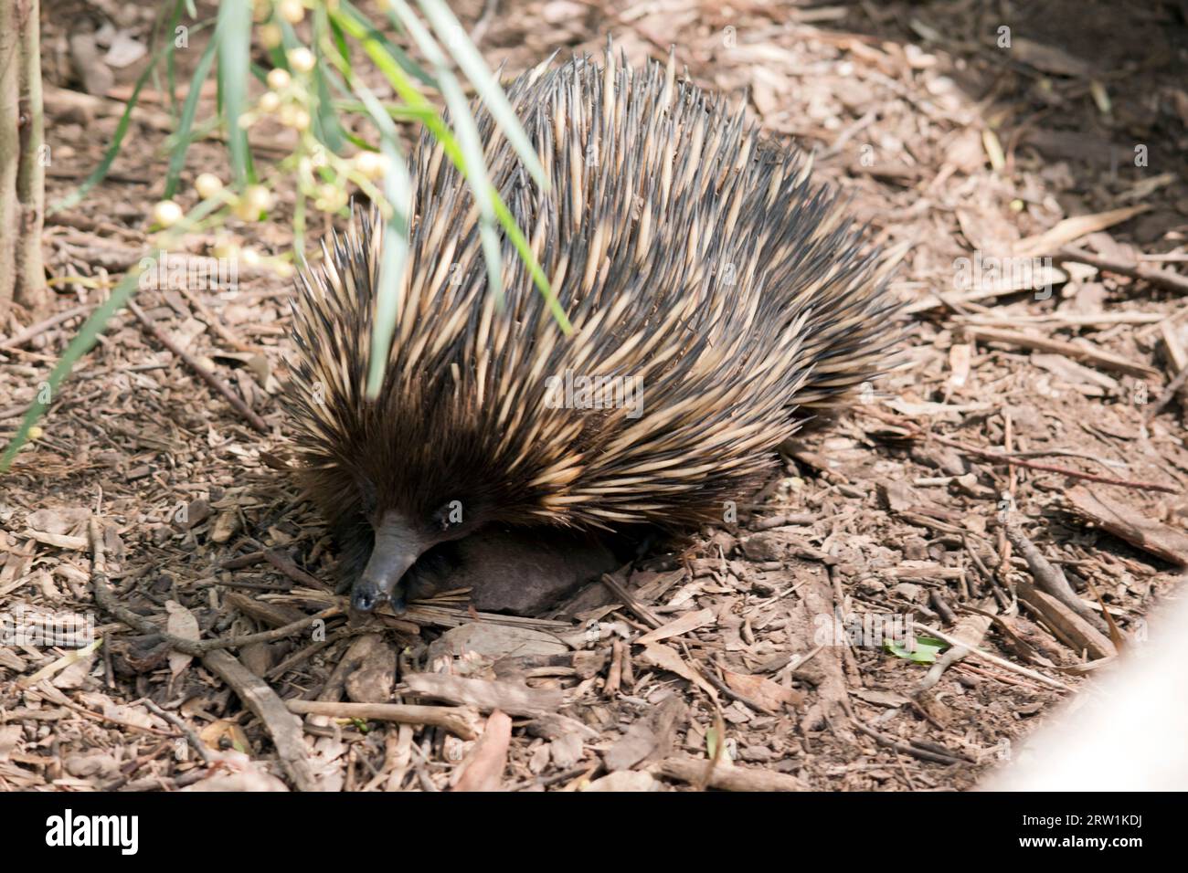 The echidna has spines like a porcupine, a beak like a bird, a pouch ...