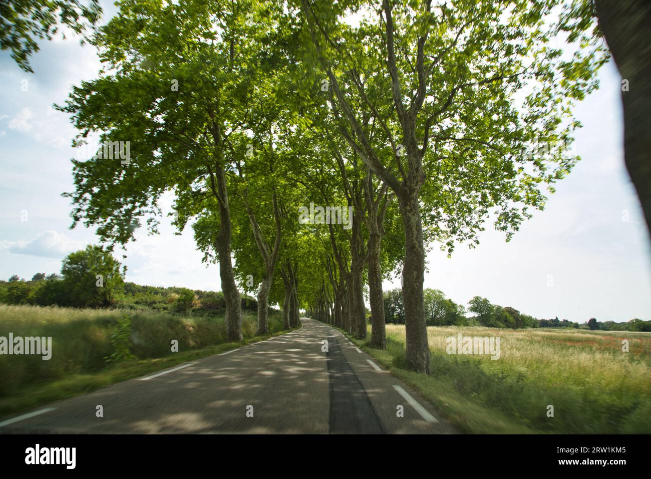 a drive by car through a green avenue in provence (france Stock Photo ...