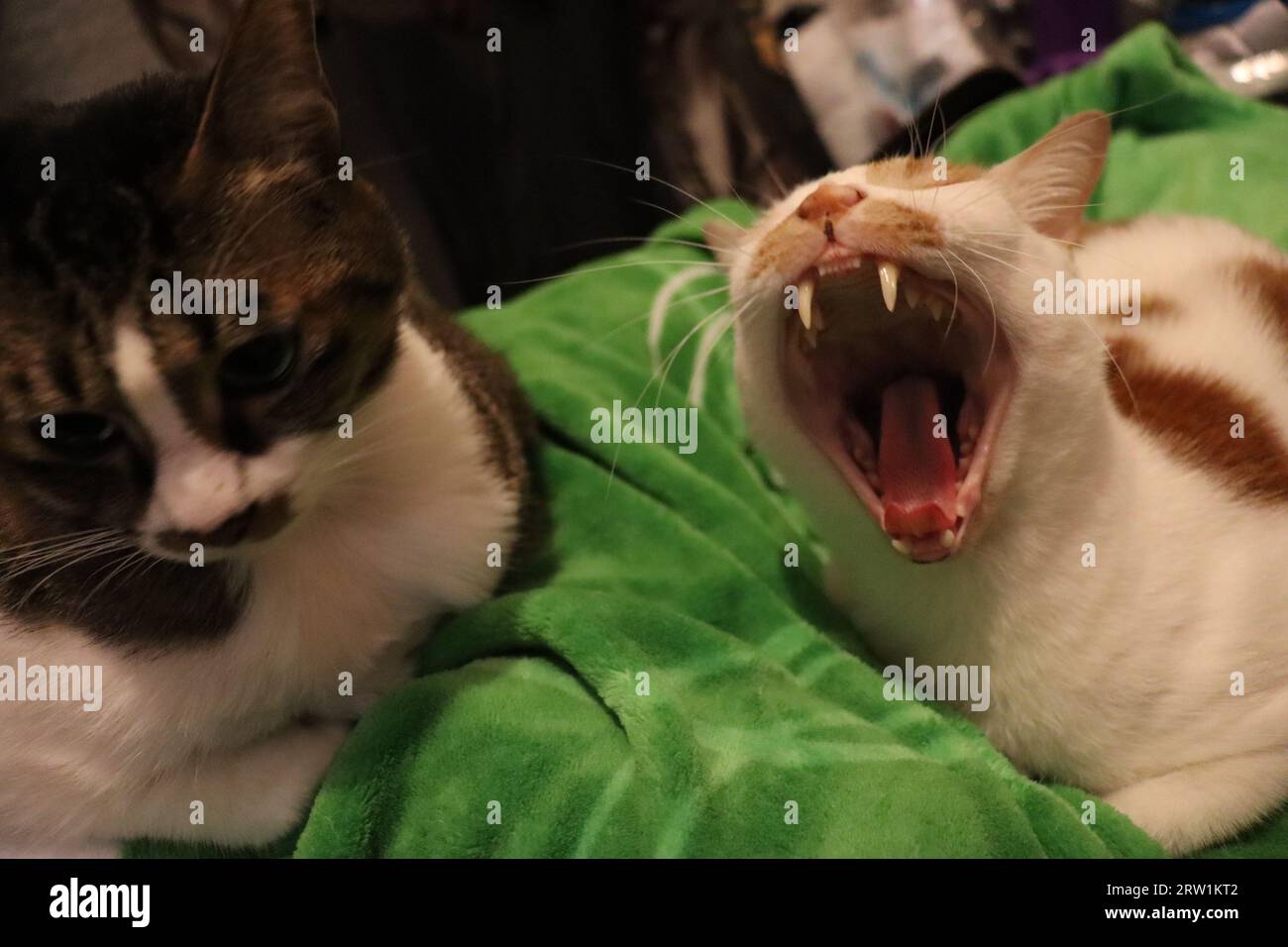 Hong Kong cats Stock Photo - Alamy