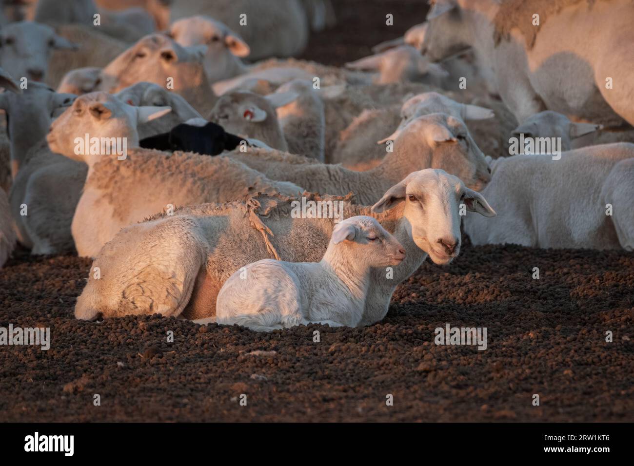 A herd of sheep relax on a cold morning in the Australian outback Stock ...