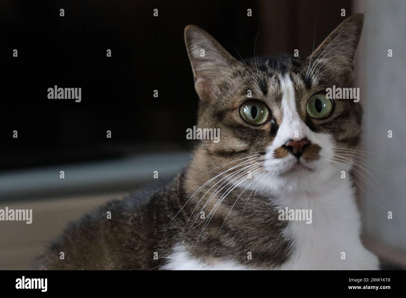 Hong Kong cats Stock Photo - Alamy
