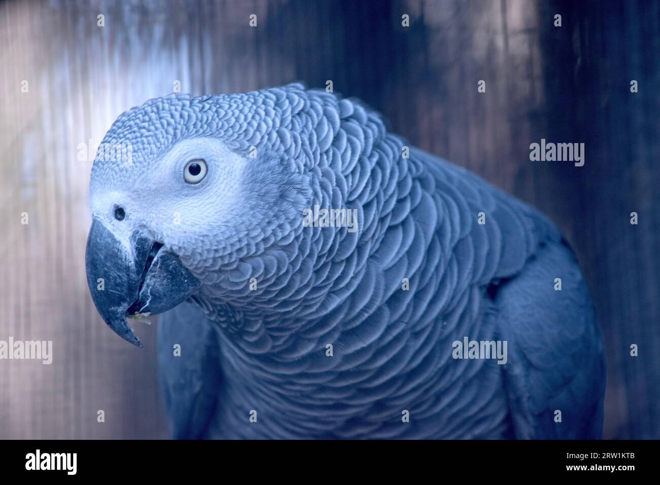 the african grey parrot is all grey with white eye surrounds Stock ...