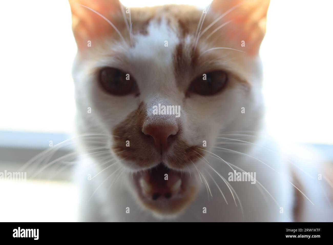 Hong Kong cats Stock Photo - Alamy