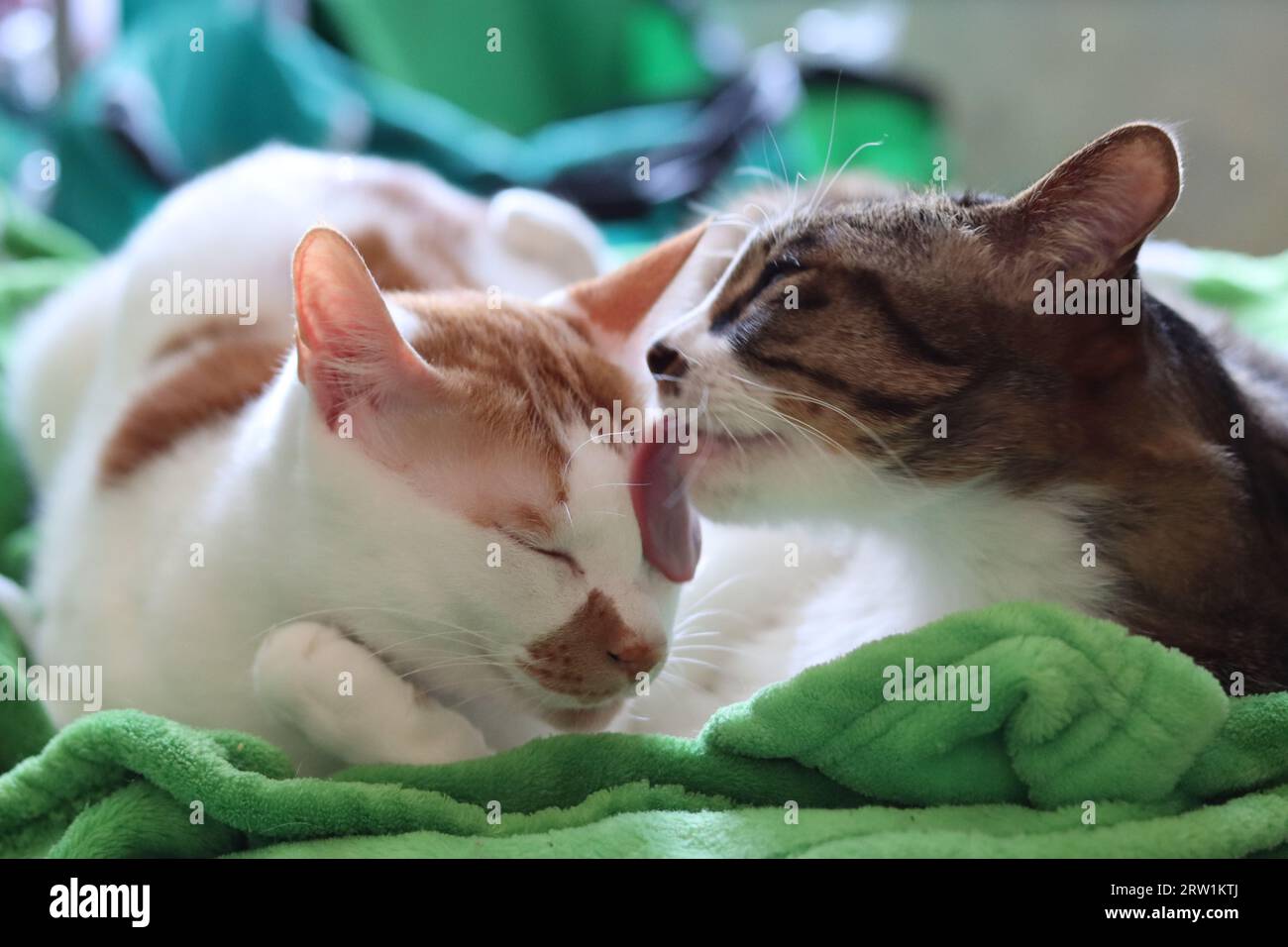 Hong Kong cats Stock Photo - Alamy