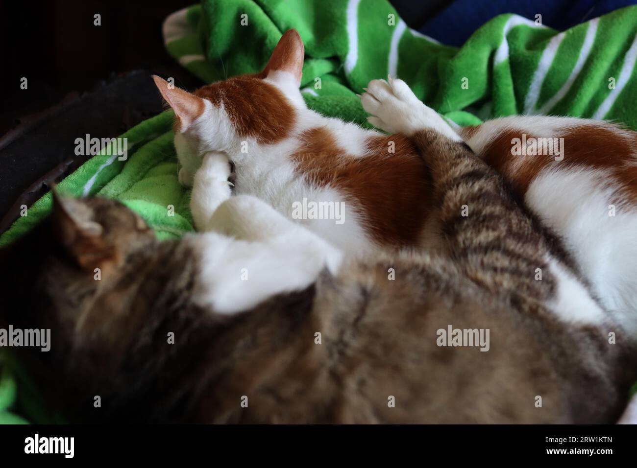 Hong Kong cats Stock Photo - Alamy