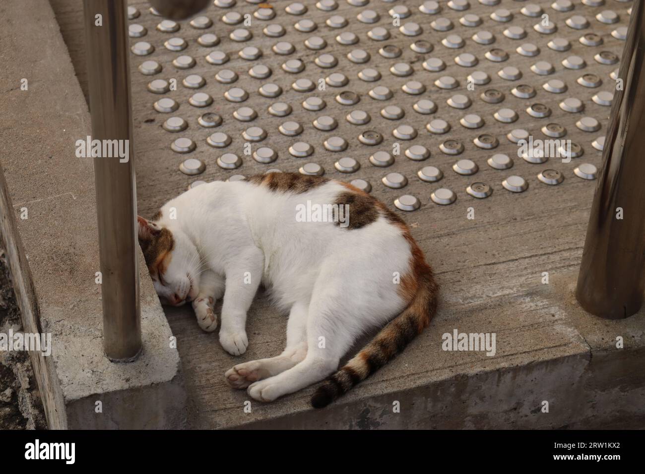 Hong Kong cats Stock Photo - Alamy