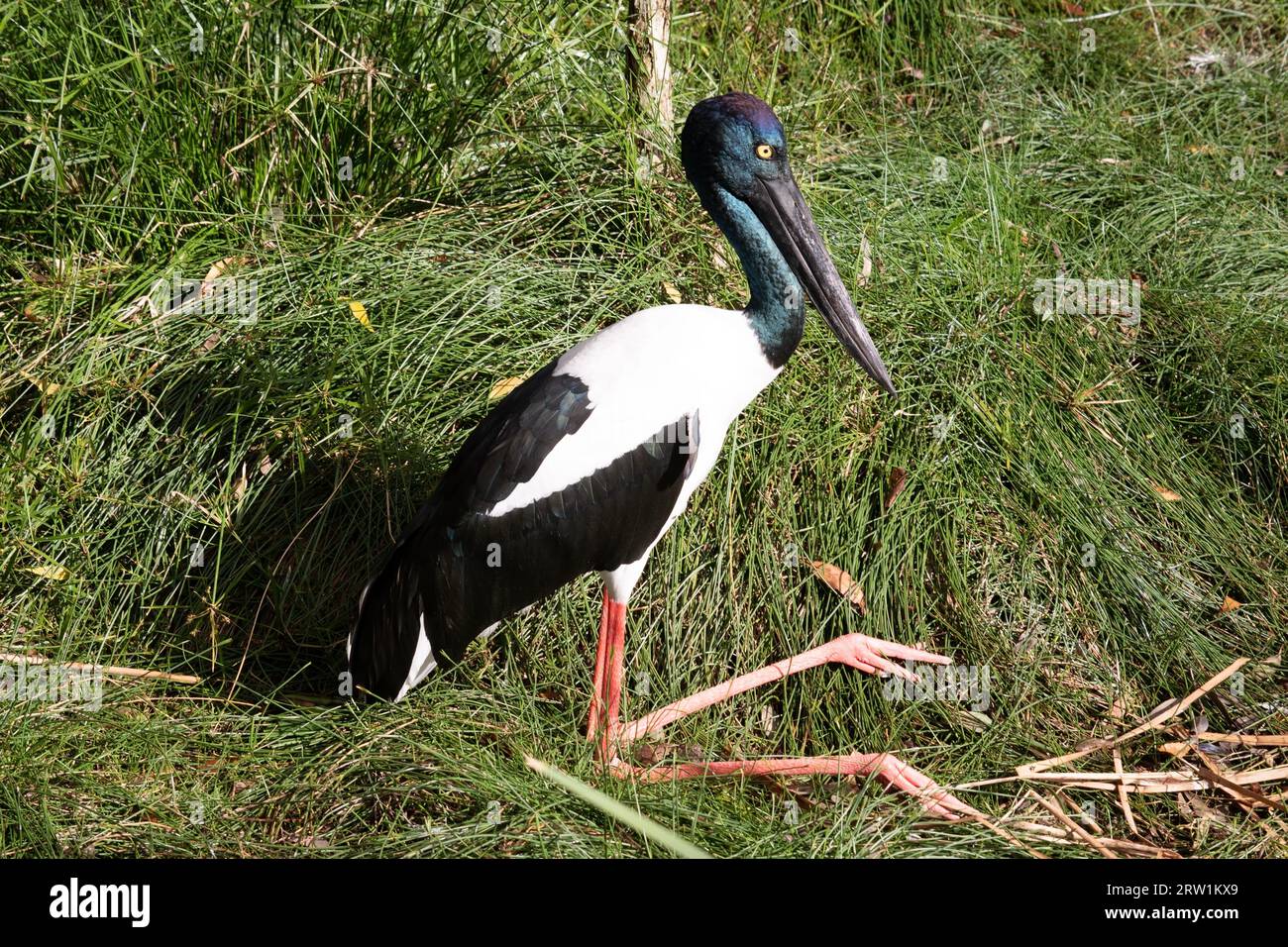 The Jabiru or black necked stork is a black-and-white waterbird stands ...