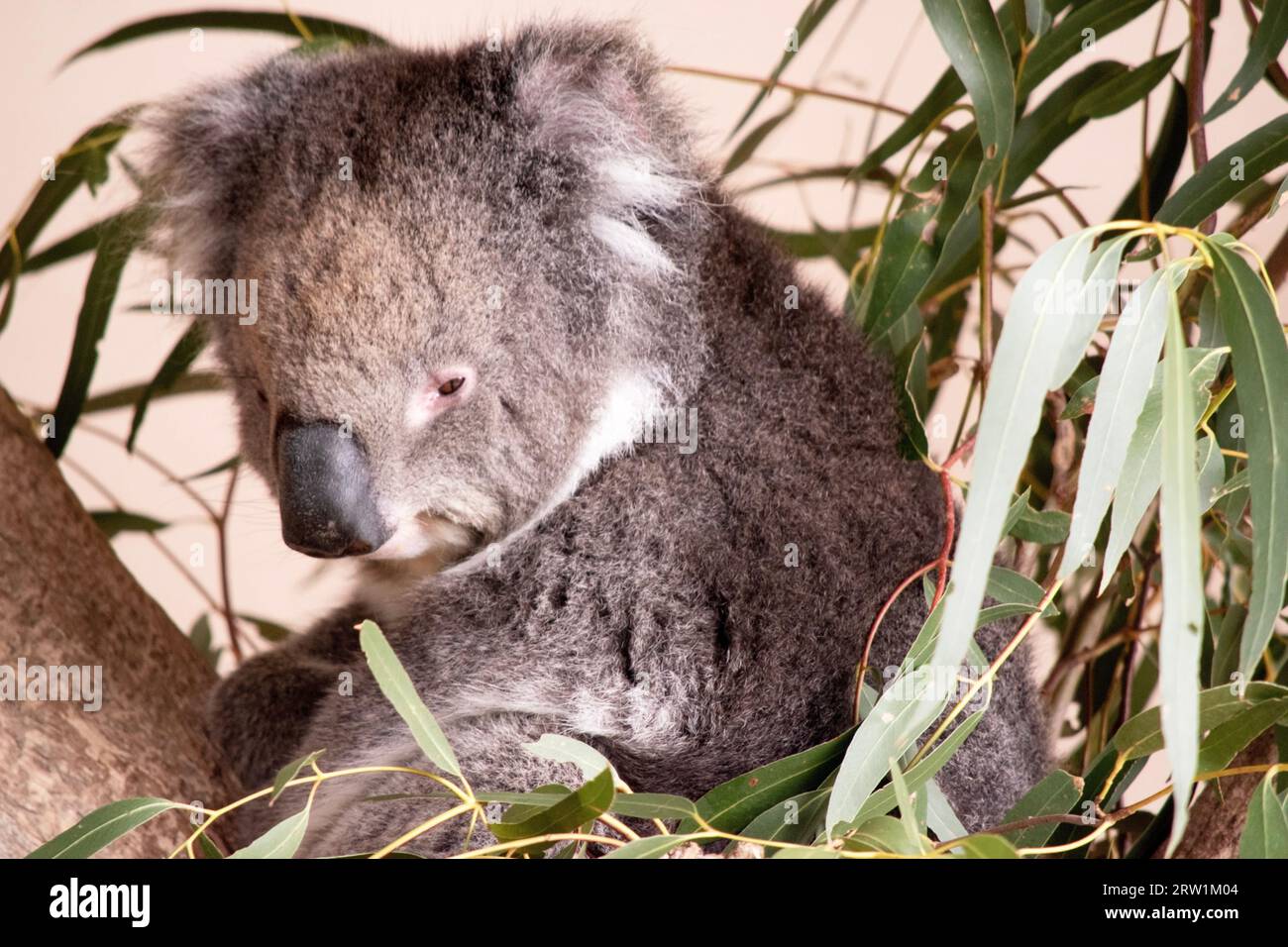 the Koala has a large round head, big furry ears and big black nose ...