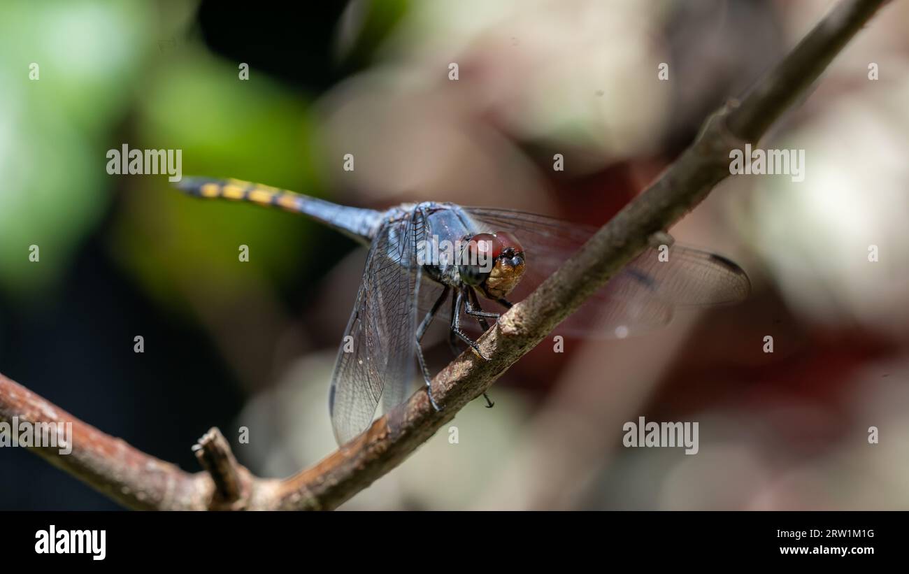 Dragonfly resting on a twig in the rainforest of Sri Lanka Stock Photo ...