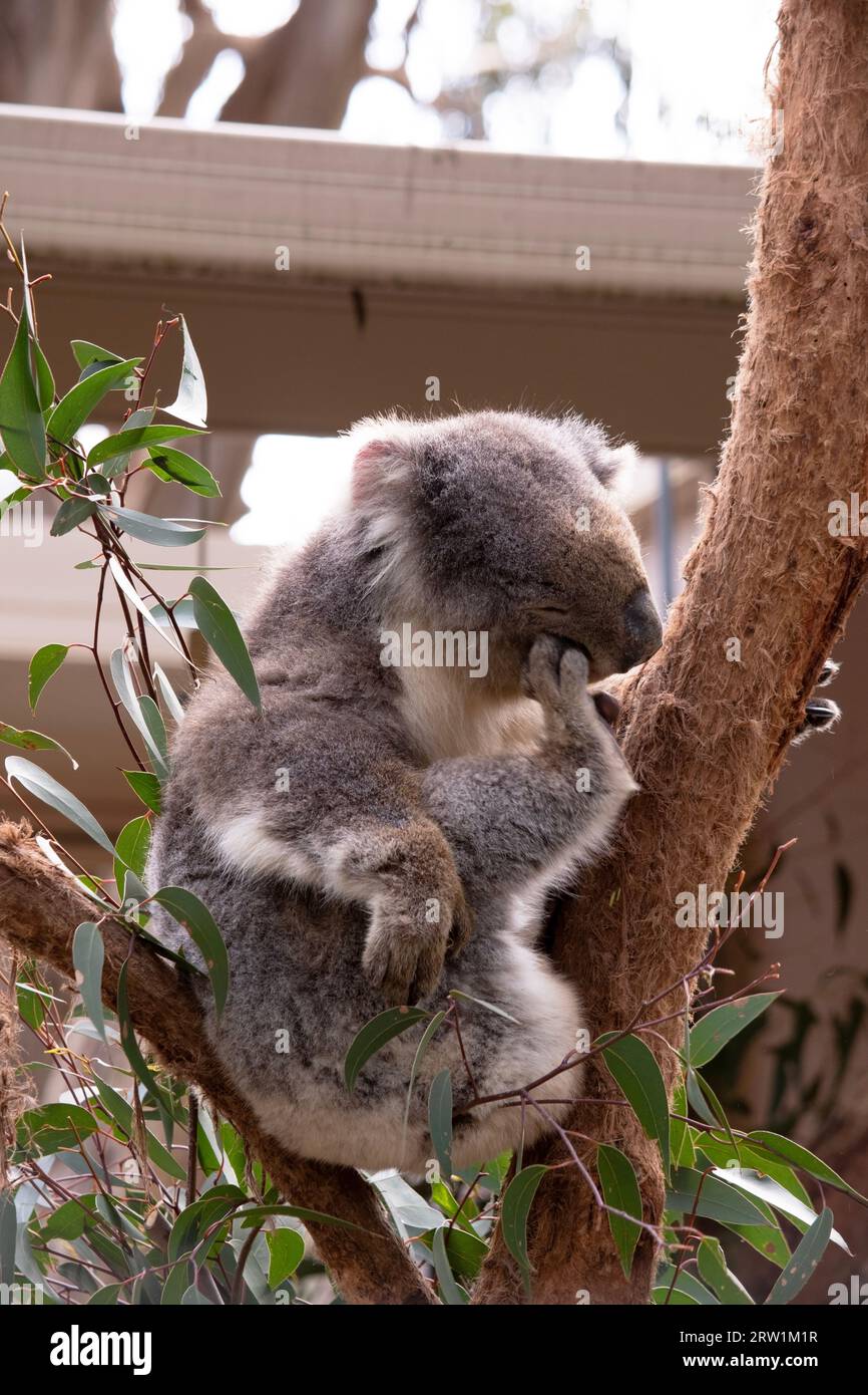 the Koala has a large round head, big furry ears and big black nose ...