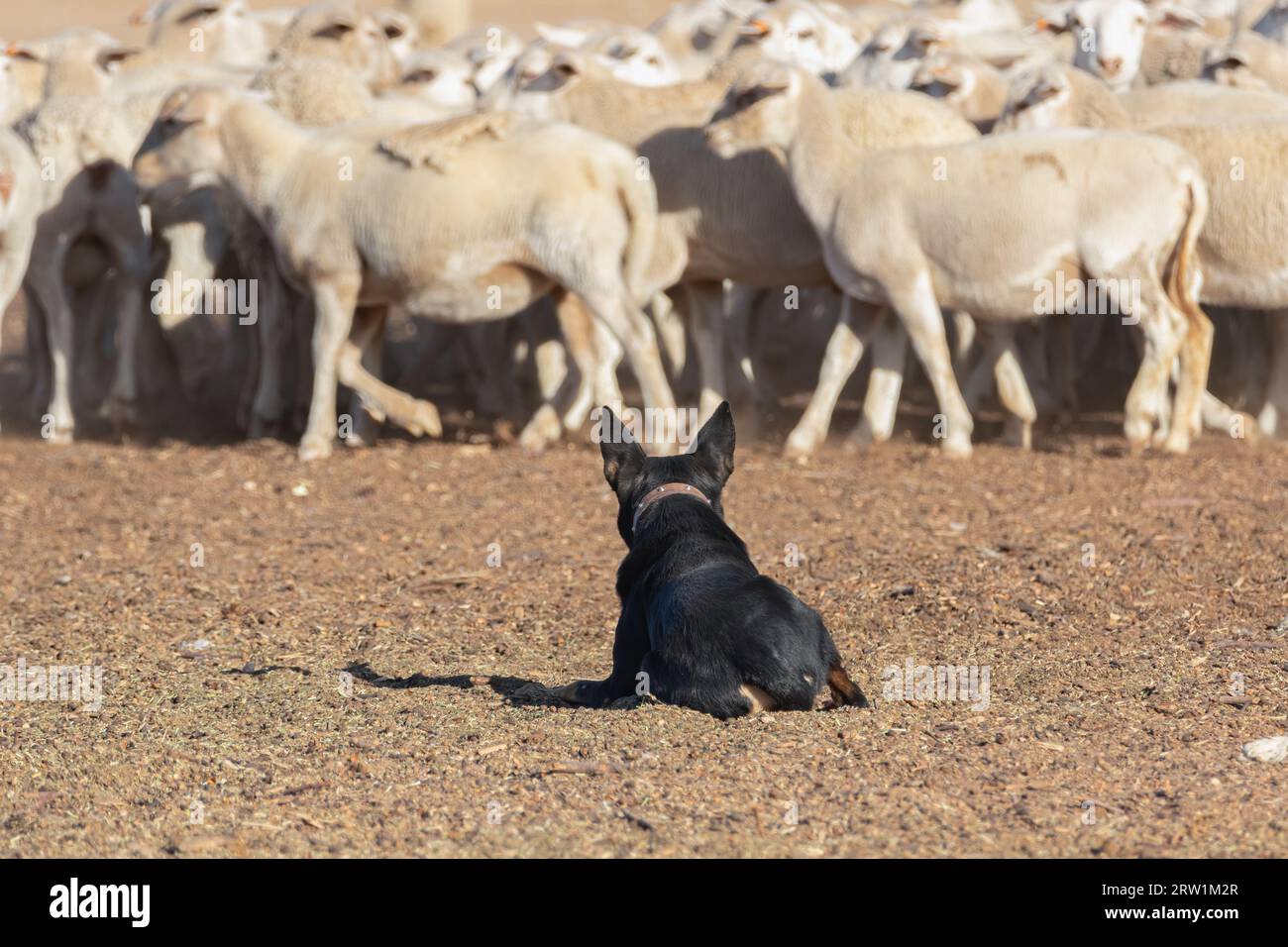 Australian Kelpie Dog Working Sheep Oil The Australian Outback Stock