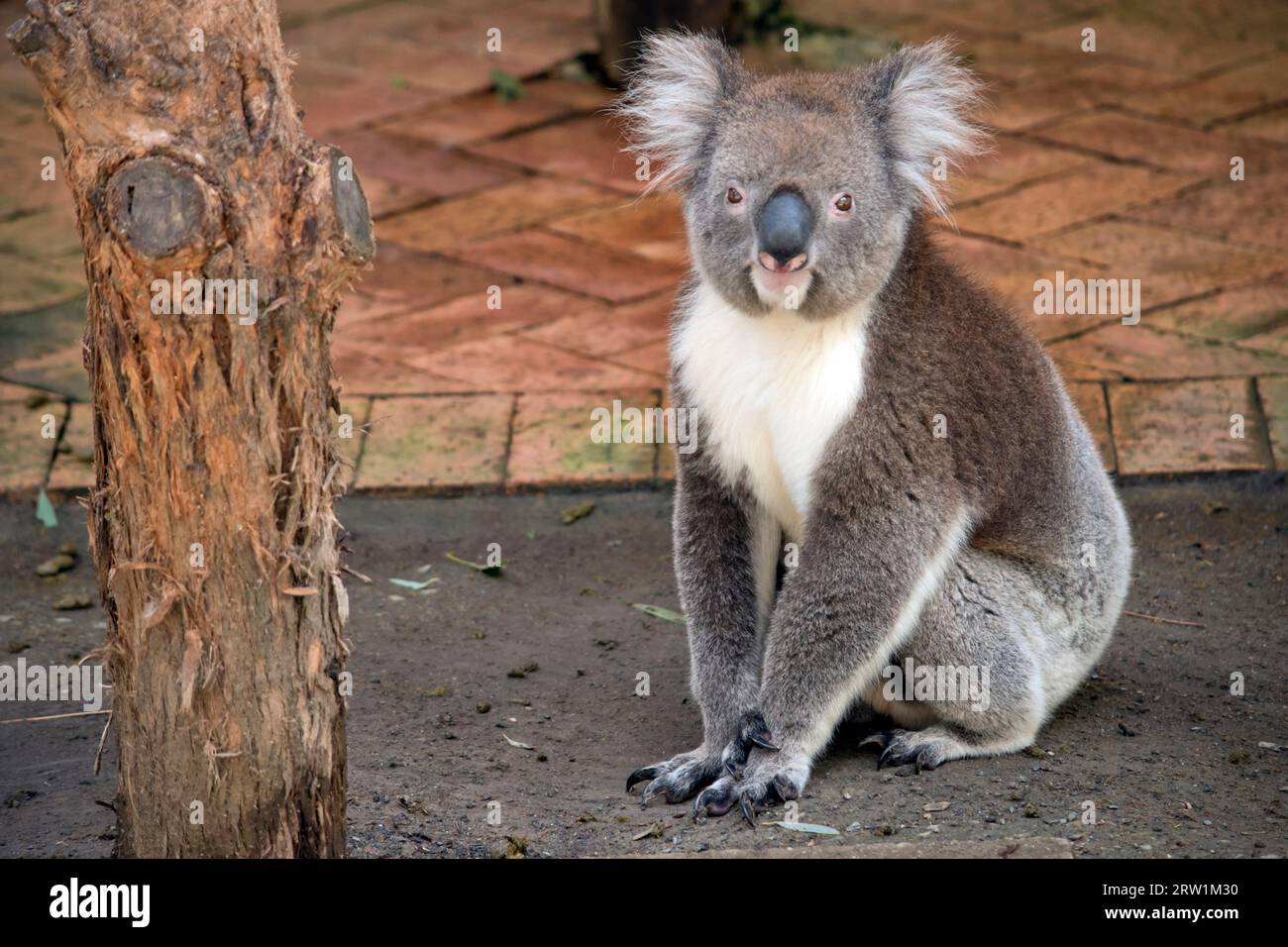 The Koala has a large round head, big furry ears and big black nose ...