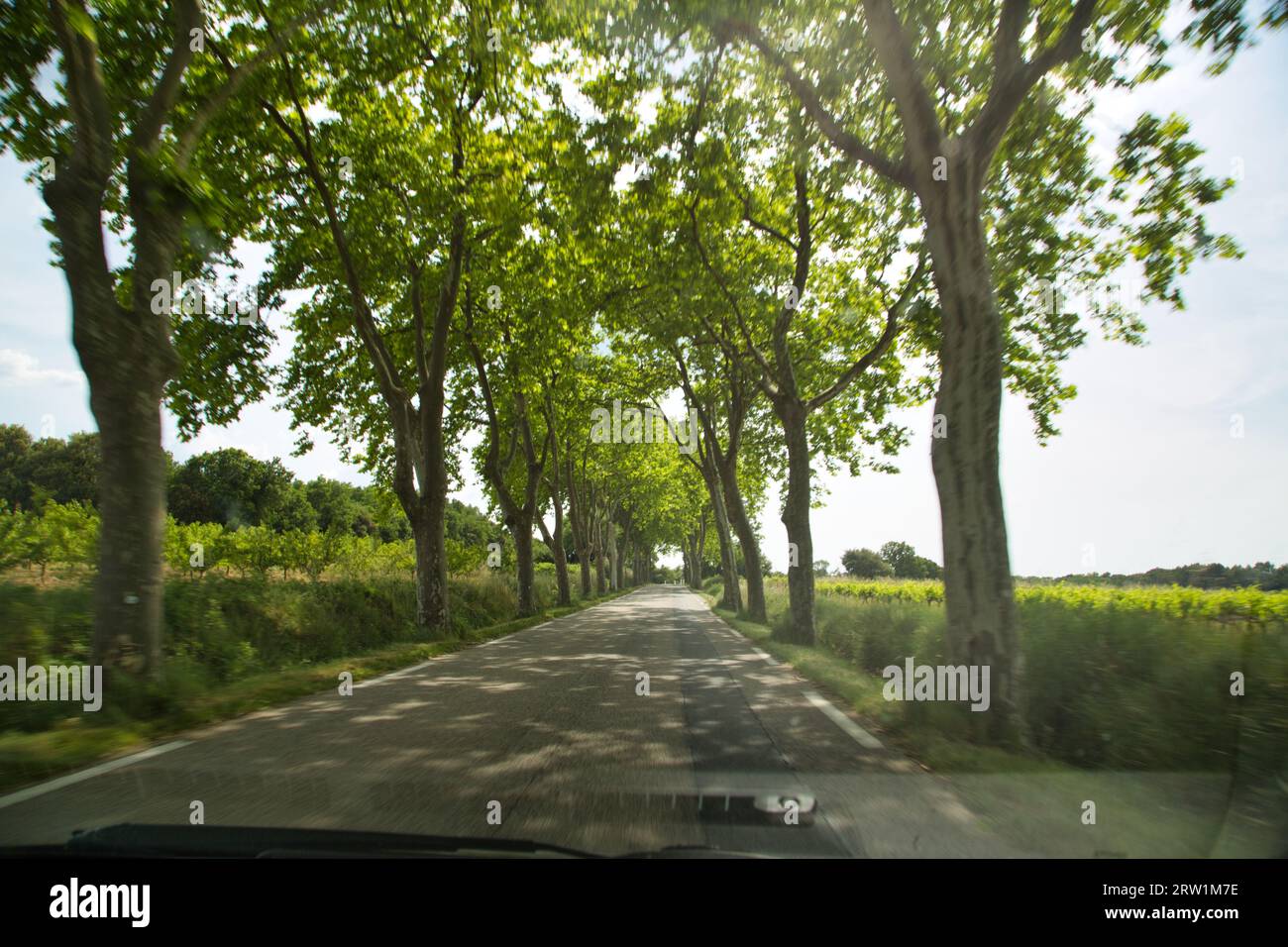 a drive by car through a green avenue in provence (france Stock Photo ...