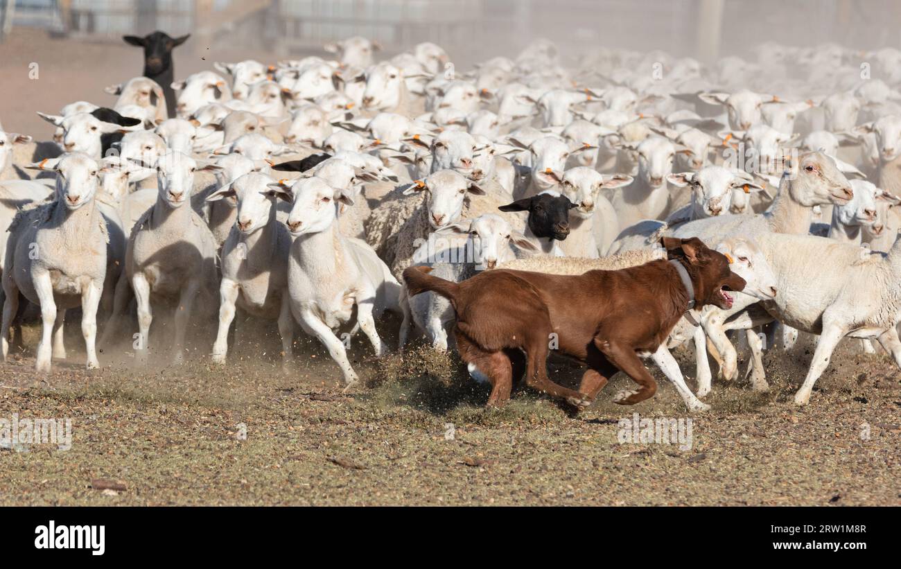 Australian Kelpie Dog Working Sheep Oil The Australian Outback Stock