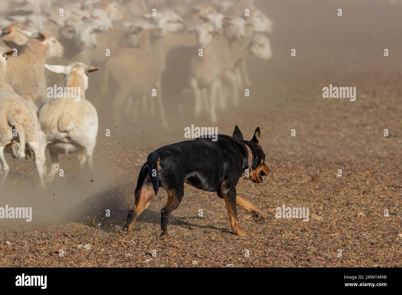 Australian Kelpie Dog working sheep oil the Australian Outback Stock ...