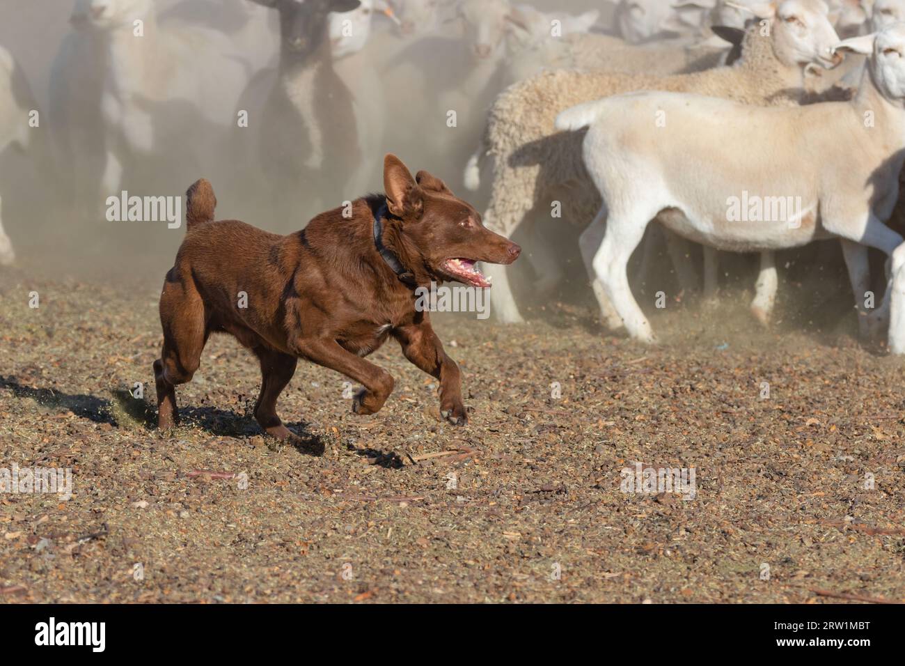 Red Australian Kelpie