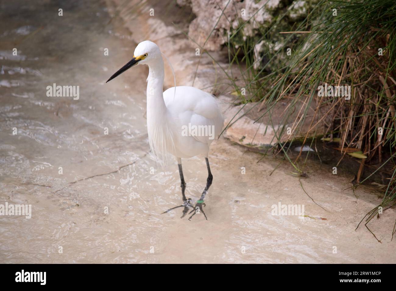 the little egert is an all white water bird with a black beak Stock ...