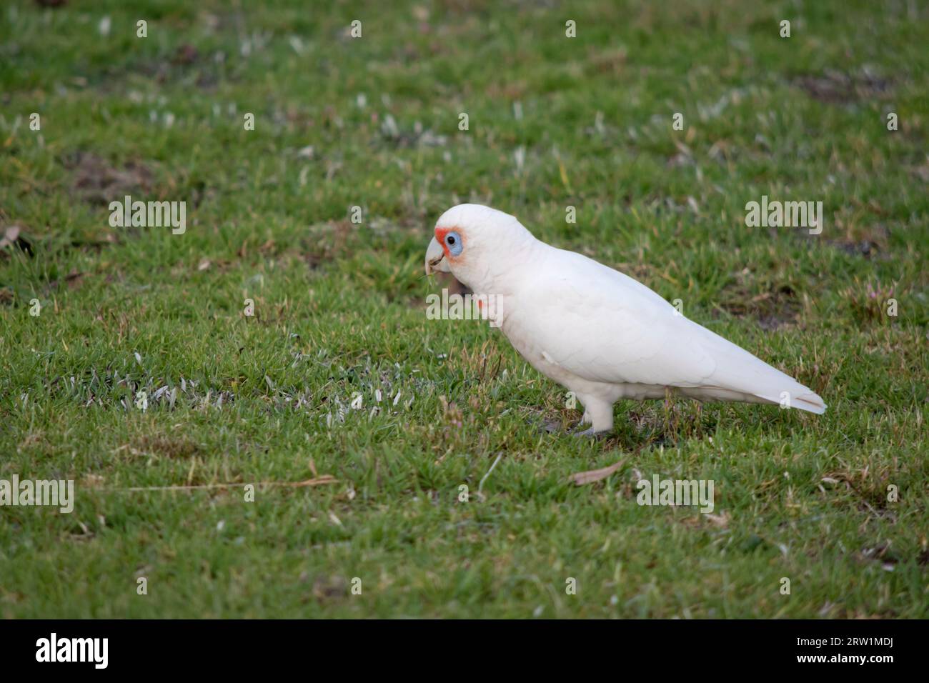the long billed corella is an all white bird with red on the face and ...