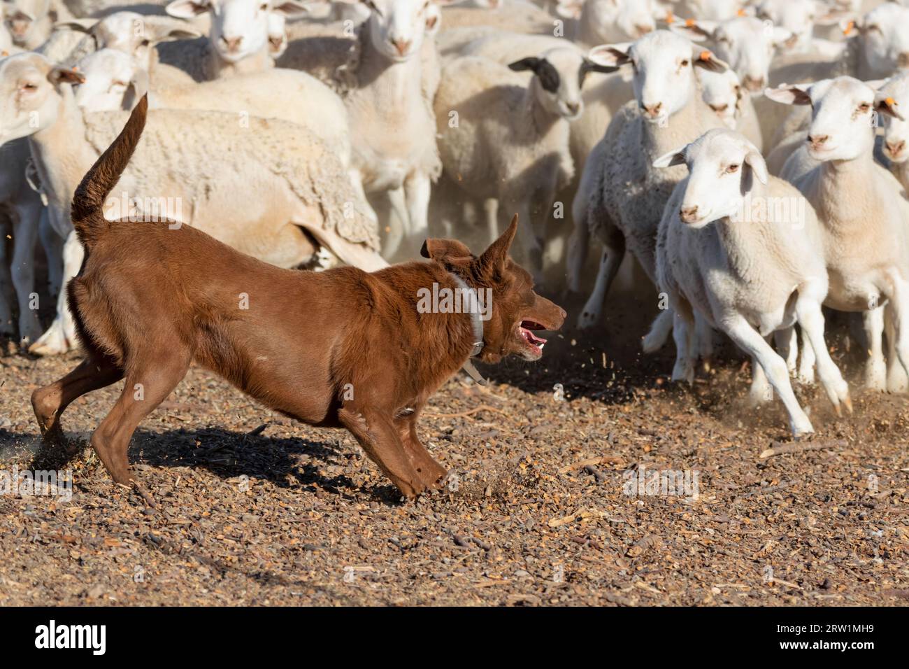 Australian Kelpie Dog working sheep oil the Australian Outback Stock ...