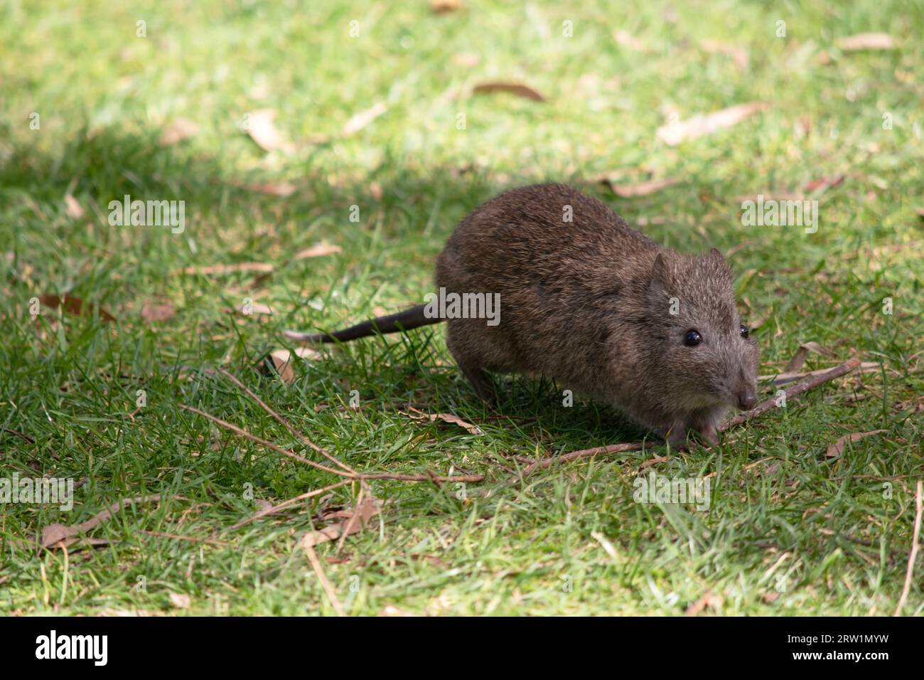 The long nosed potoroos have shorter tails and ears and pointier faces ...