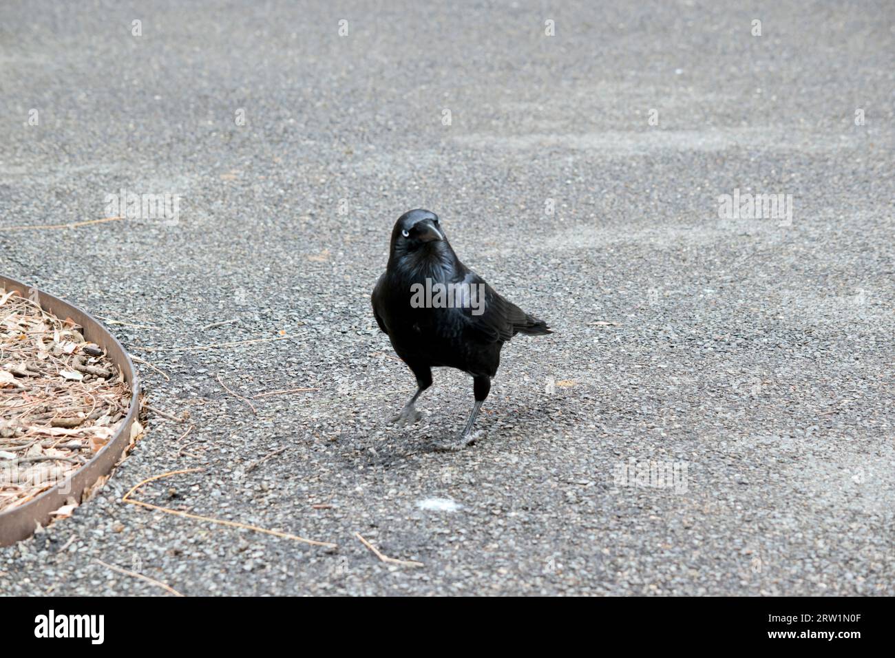 Australian Ravens are black with white eyes in adults. The feathers on ...