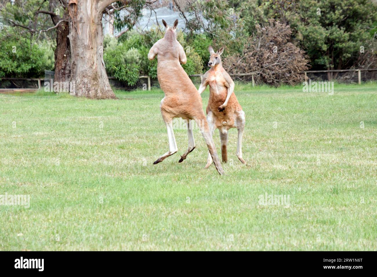 the two male red kangaroos are fighting for the dominant position in ...