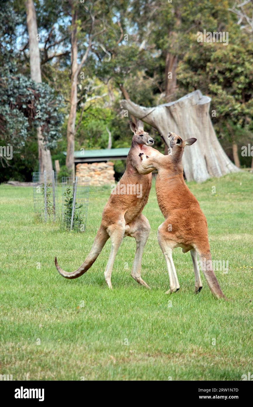 the two male red kangaroos are fighting for the dominant position in ...