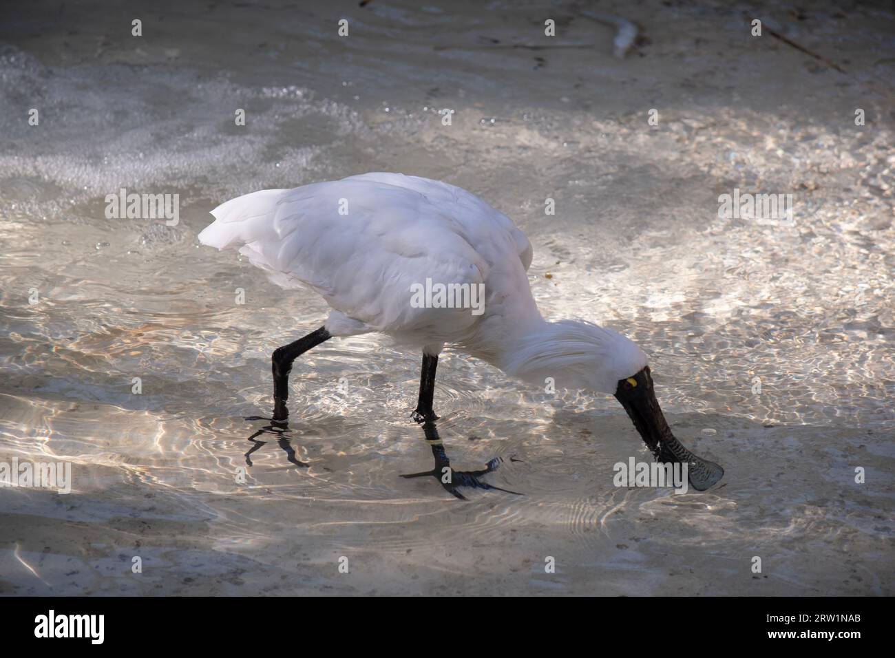 The royal spoonbill is a large white sea bird with a black bill that ...