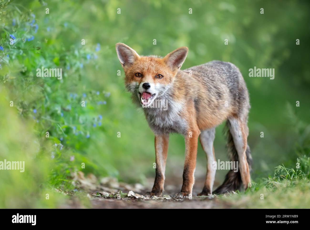 Fox in woods hi-res stock photography and images - Alamy