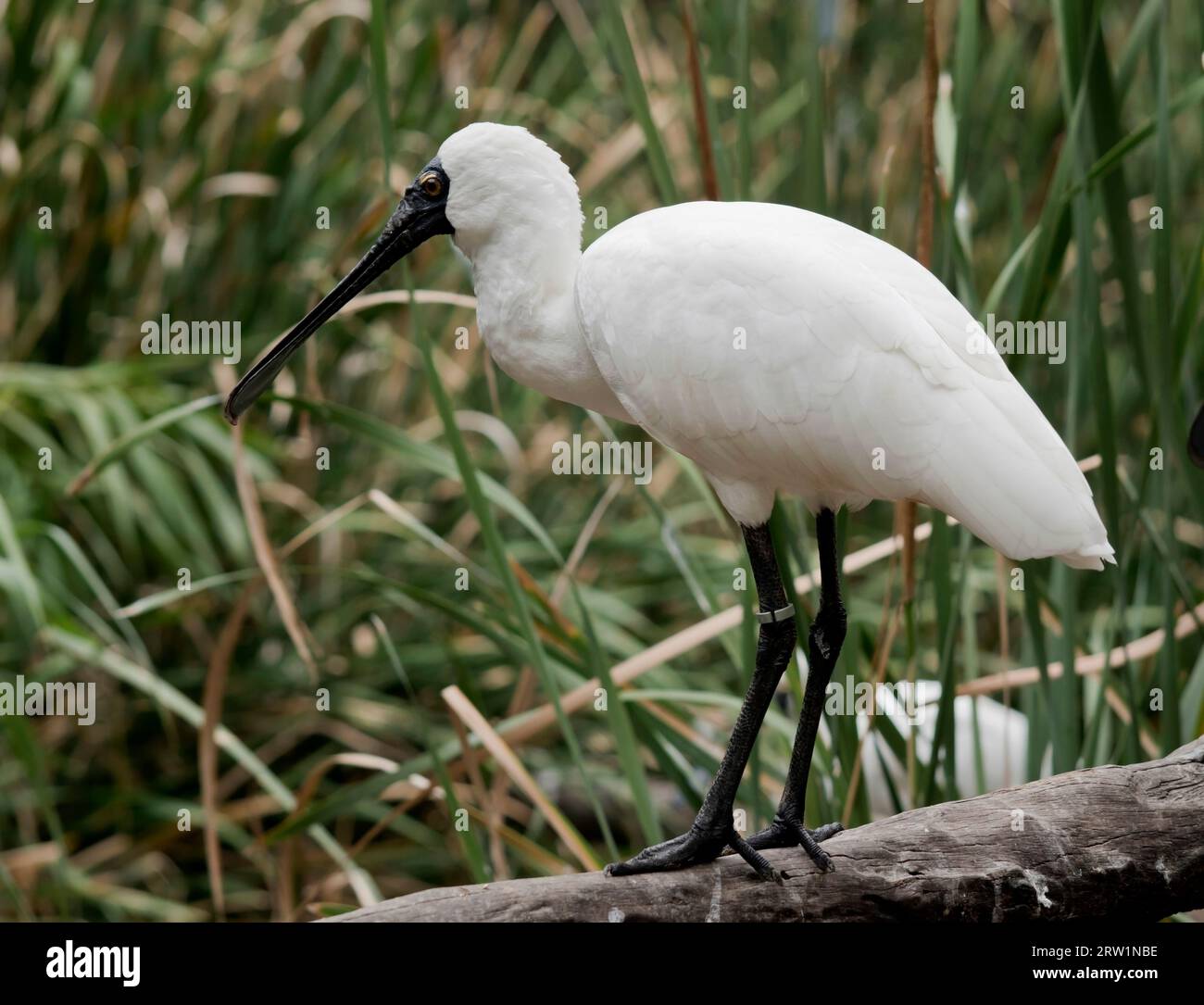 The royal spoonbill is a large white sea bird with a black bill that ...