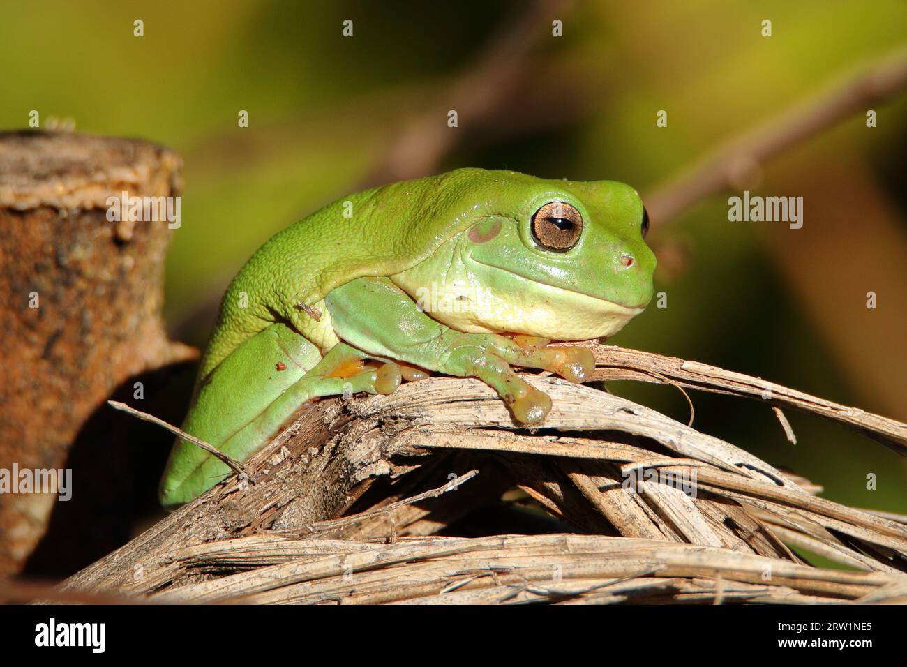 Leap frog hi-res stock photography and images - Alamy