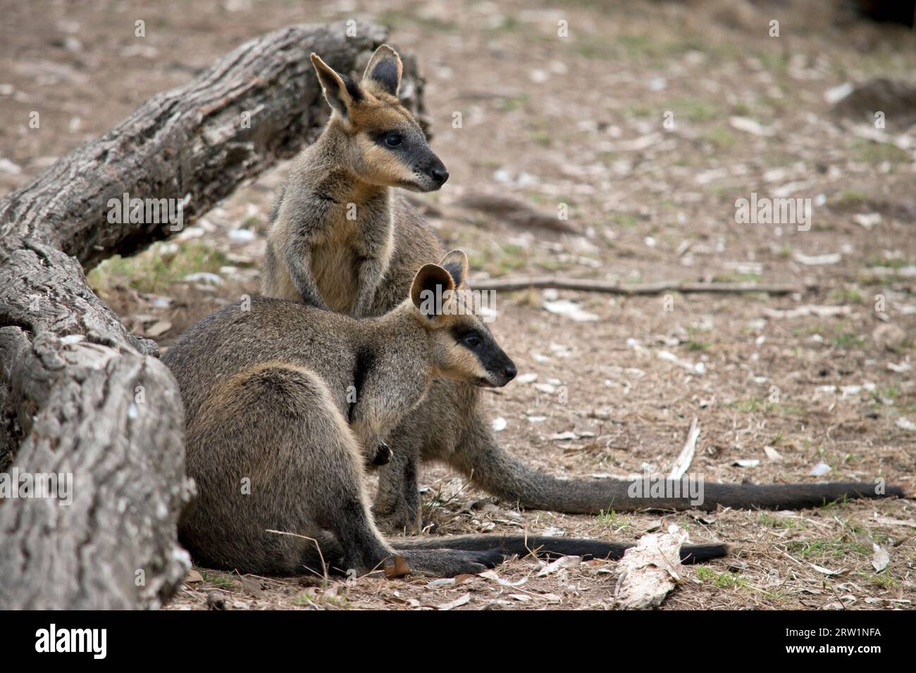 The swamp wallaby has dark brown fur, often with lighter rusty patches ...