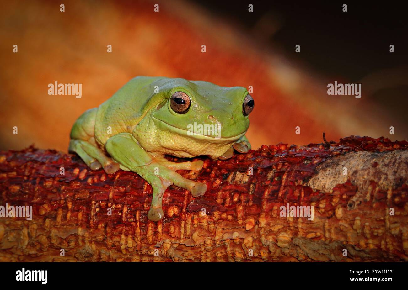 A Green Tree Frog at first light. Northern Territory, Australia Stock ...