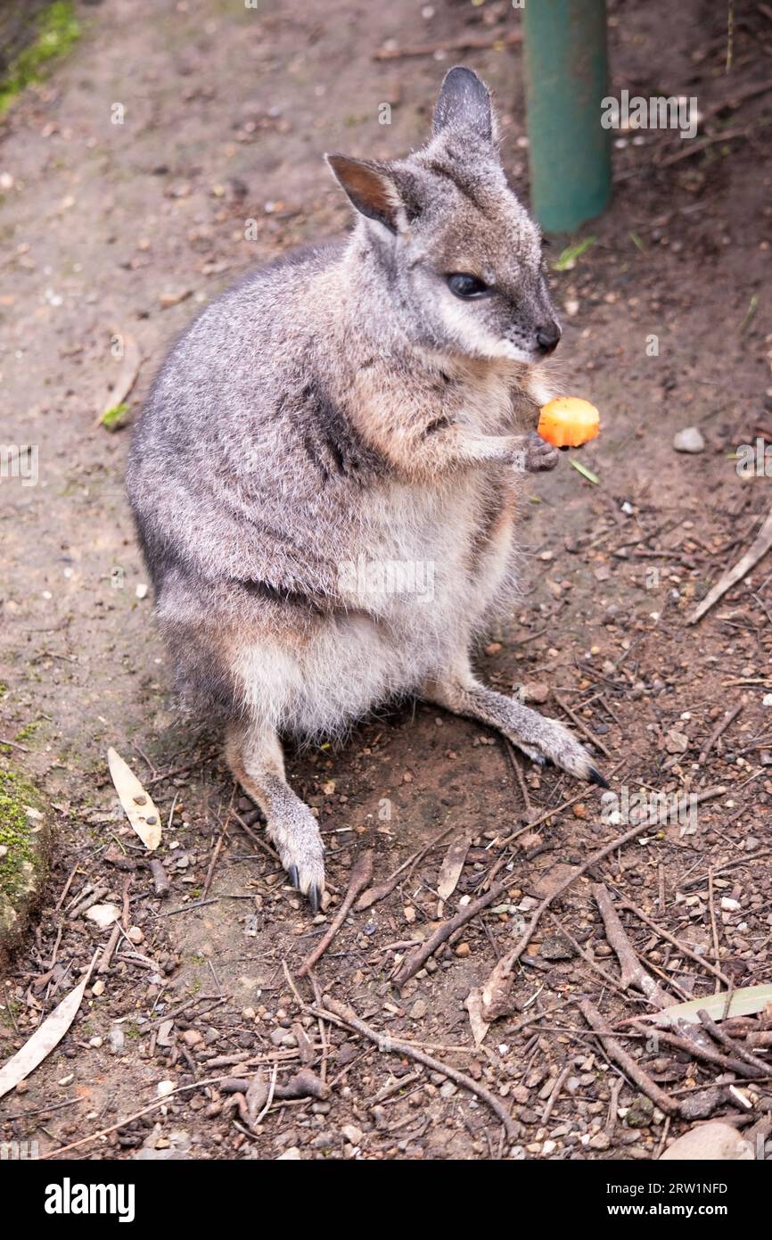 the tammar wallaby has dark greyish upperparts with a paler underside ...