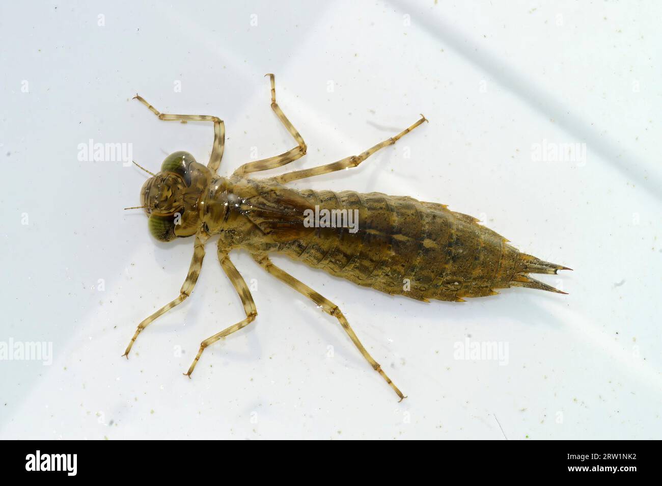 Natural detailed closeup on the larvae of the Blue Emperor dragonfly ...