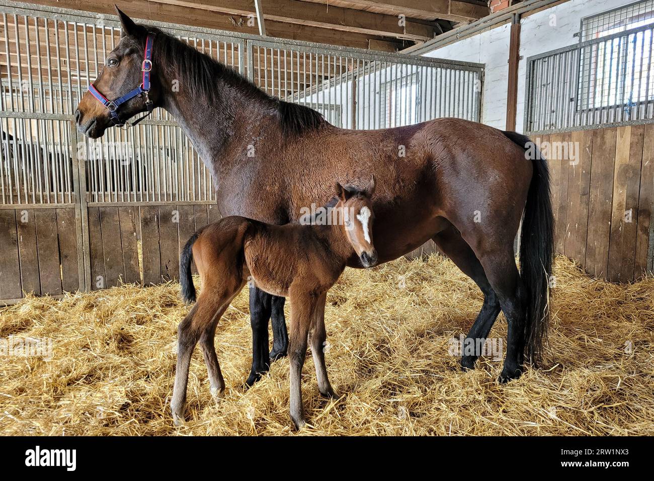 Horse foaling box hi-res stock photography and images - Alamy
