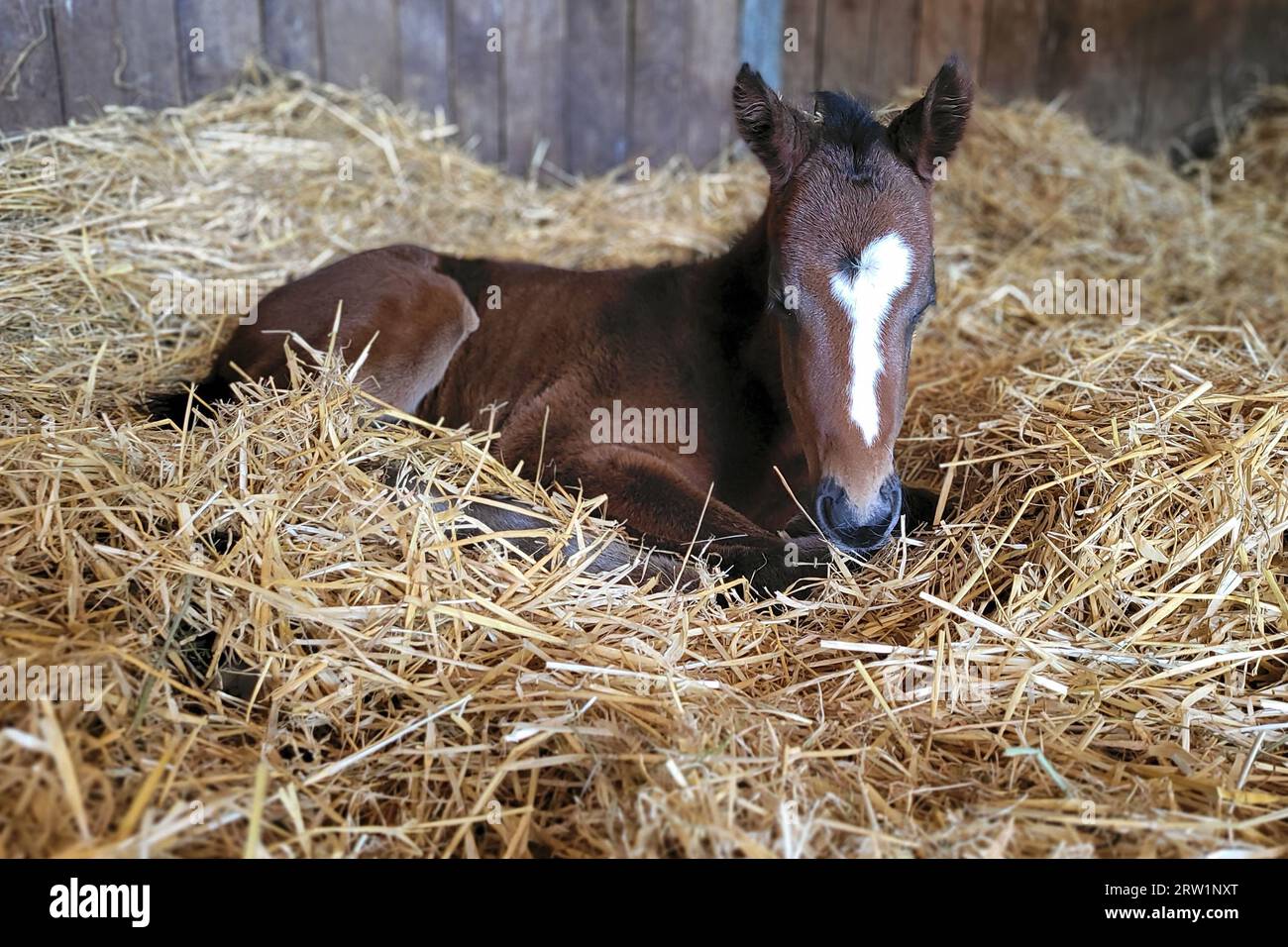 Box rest horse hi-res stock photography and images - Alamy