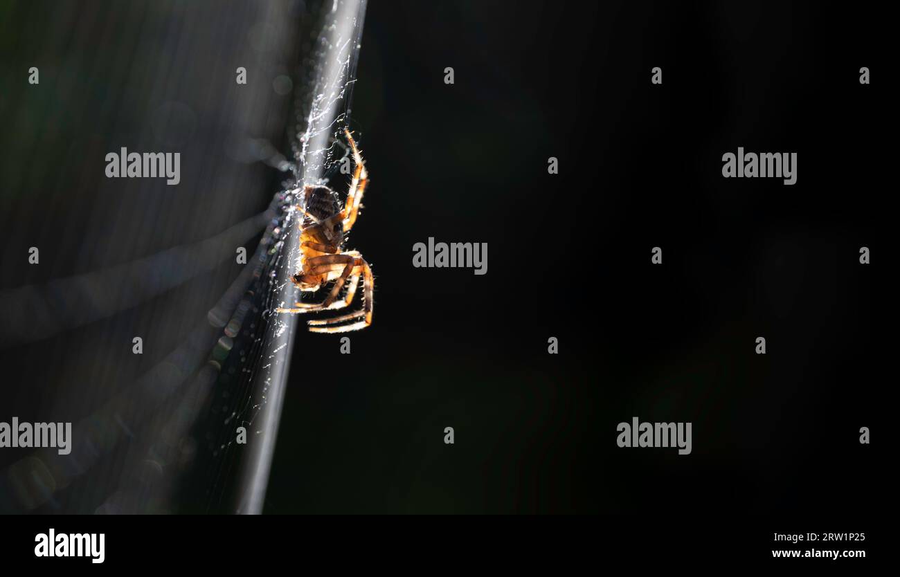 Close-up lateral macro shot of a European garden spider (diadem spider ...