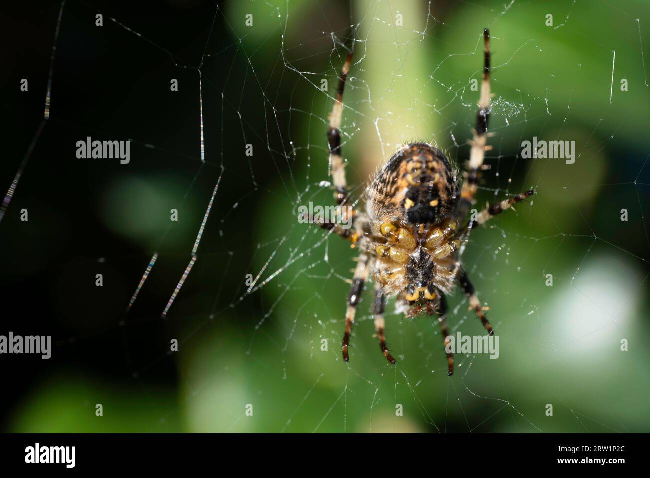European garden spider (diadem spider, cross spider or Araneus ...