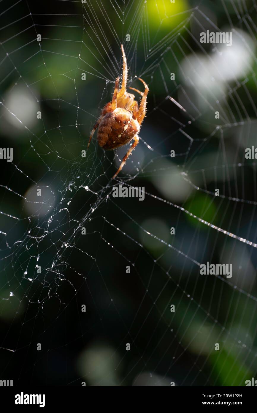European garden spider (diadem spider, cross spider or Araneus ...