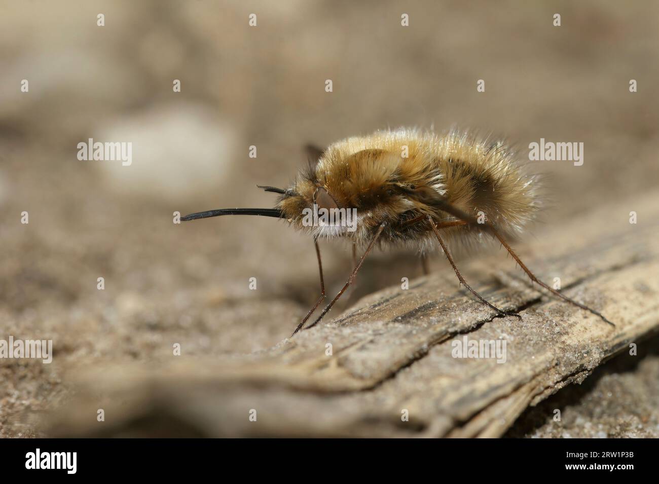 Natural closeup of the odd parasite , the dark-edged bee-fly ...