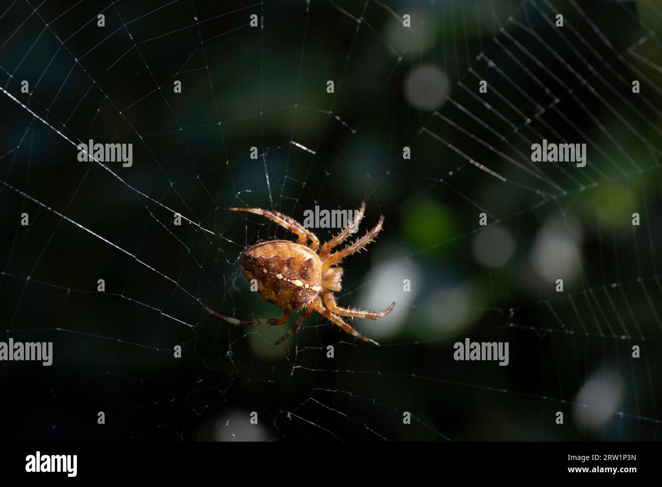 European garden spider (diadem spider, cross spider or Araneus ...