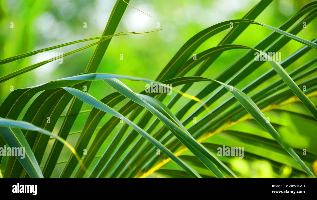 Leaves of coconut palm tree with bokeh background, its scientific name ...