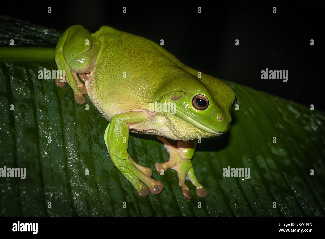 A beautiful vibrant Green Tree Frog sitting on a banana leaf. Northern ...