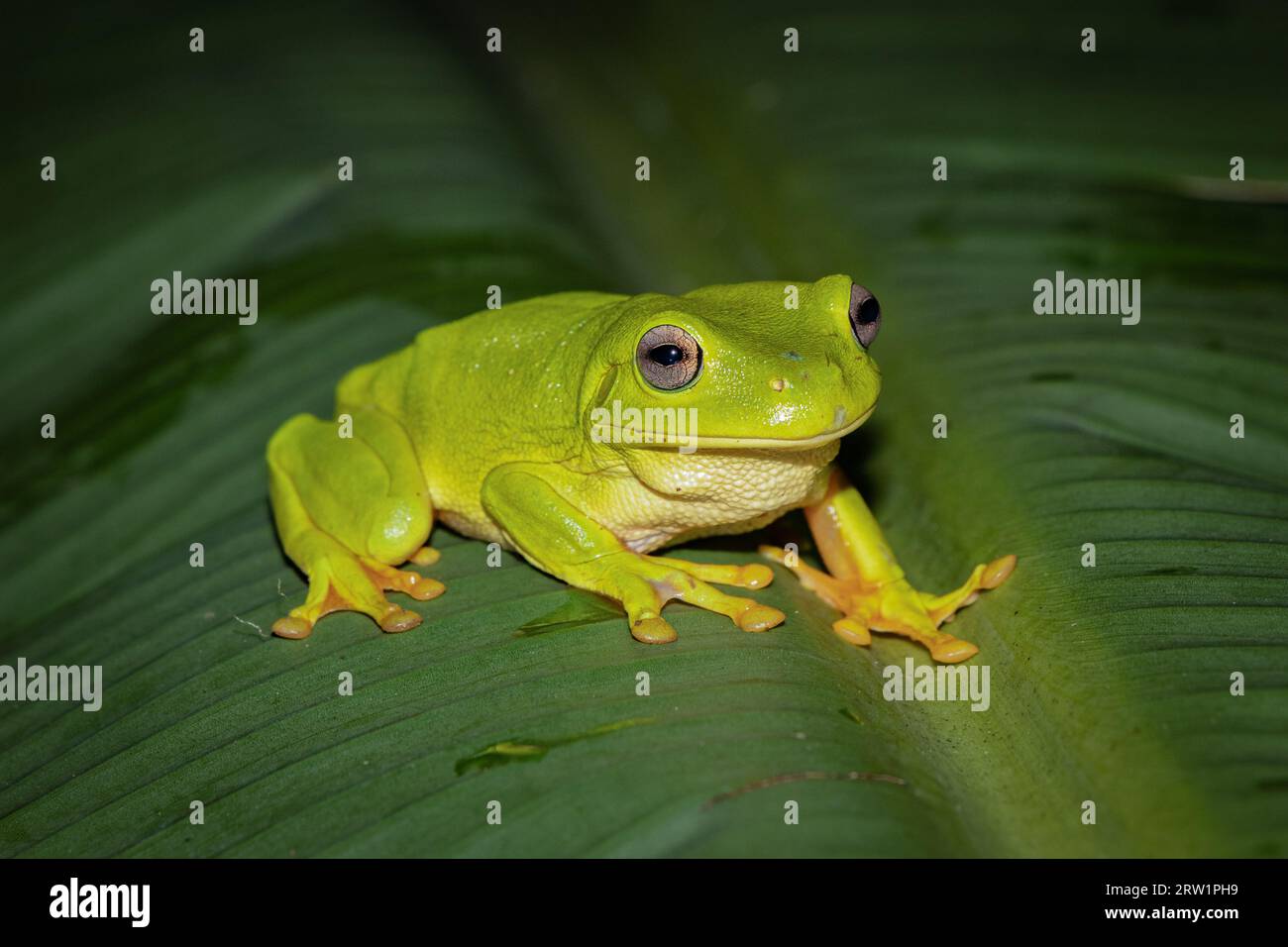 A beautiful vibrant Green Tree Frog sitting on a banana leaf. Northern ...