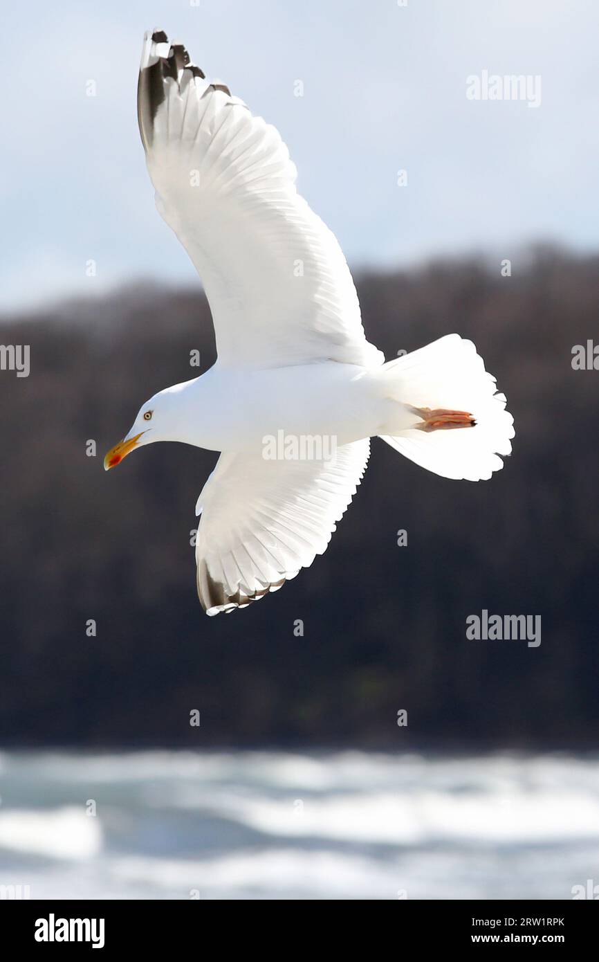 Silver moeve hi-res stock photography and images - Alamy